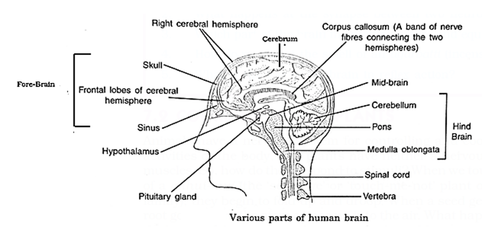 Notes-NCERT-Class-10-Science-Chapter-6-Control and Coordination-CBSE ...