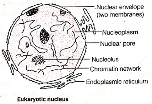 Notes-NCERT-Class-9-Science-Chapter-5-The Fundamental Unit of Life-CBSE ...