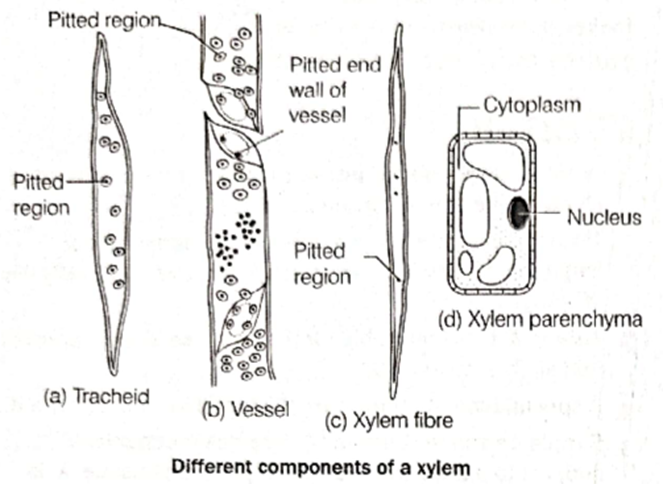 Notes-NCERT-Class-9-Science-Chapter-6-Tissues-CBSE - KitabCd Academy