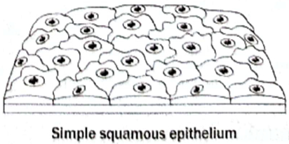 Notes-NCERT-Class-9-Science-Chapter-6-Tissues-CBSE - KitabCd Academy