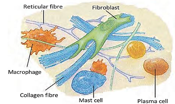 Notes-NCERT-Class-9-Science-Chapter-6-Tissues-CBSE - KitabCd Academy