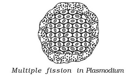 Notes-NCERT-Class-10-Science-Chapter-7-How do Organisms Reproduce?-CBSE ...
