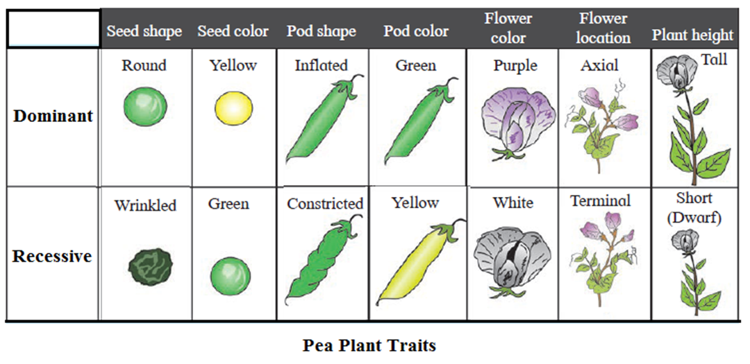 Notes-Class-12-Biology-Chapter-3-Inheritance and Variations-Maharashtra ...