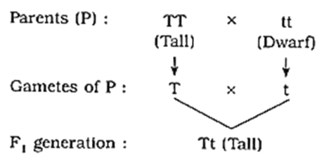 Notes-Class-12-Biology-Chapter-3-Inheritance and Variations-Maharashtra ...