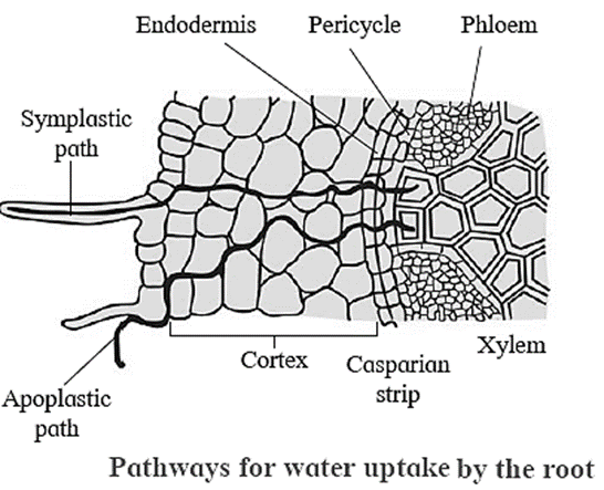 Notes-Class-12-Biology-Chapter-6-Plant Water Relations-Maharashtra ...