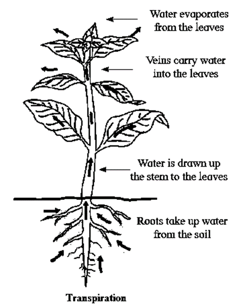 Notes-Class-12-Biology-Chapter-6-Plant Water Relations-Maharashtra ...