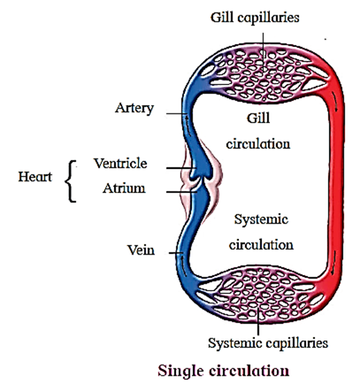 Notes-Part-1-Class-12-Biology-Chapter-8-Respiration and Circulation ...