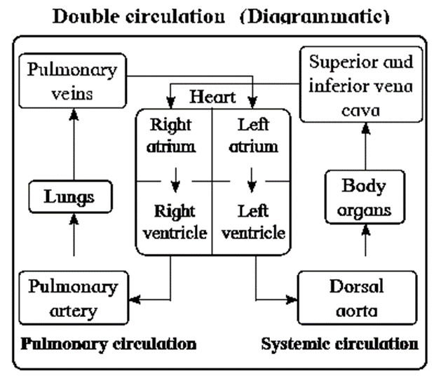 Notes-Part-1-Class-12-Biology-Chapter-8-Respiration and Circulation ...