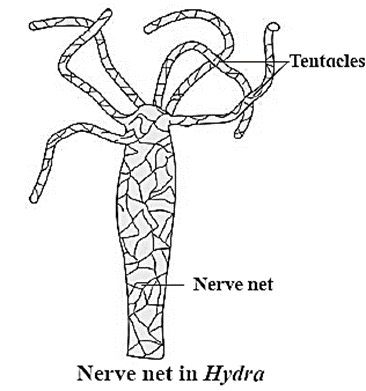 Notes-Part-1-Class-12-Biology-Chapter-9-Control and Coordination ...
