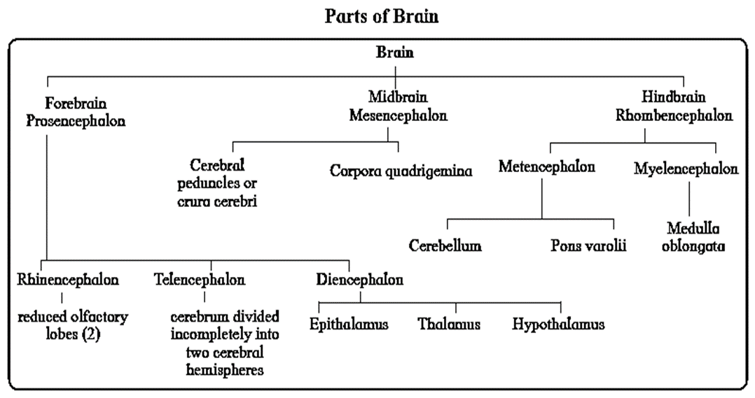 Notes-Part-1-Class-12-Biology-Chapter-9-Control and Coordination ...