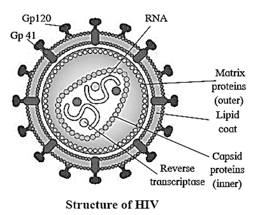 Notes-Part-1-Class-12-Biology-Chapter-10-Human Health and Diseases ...